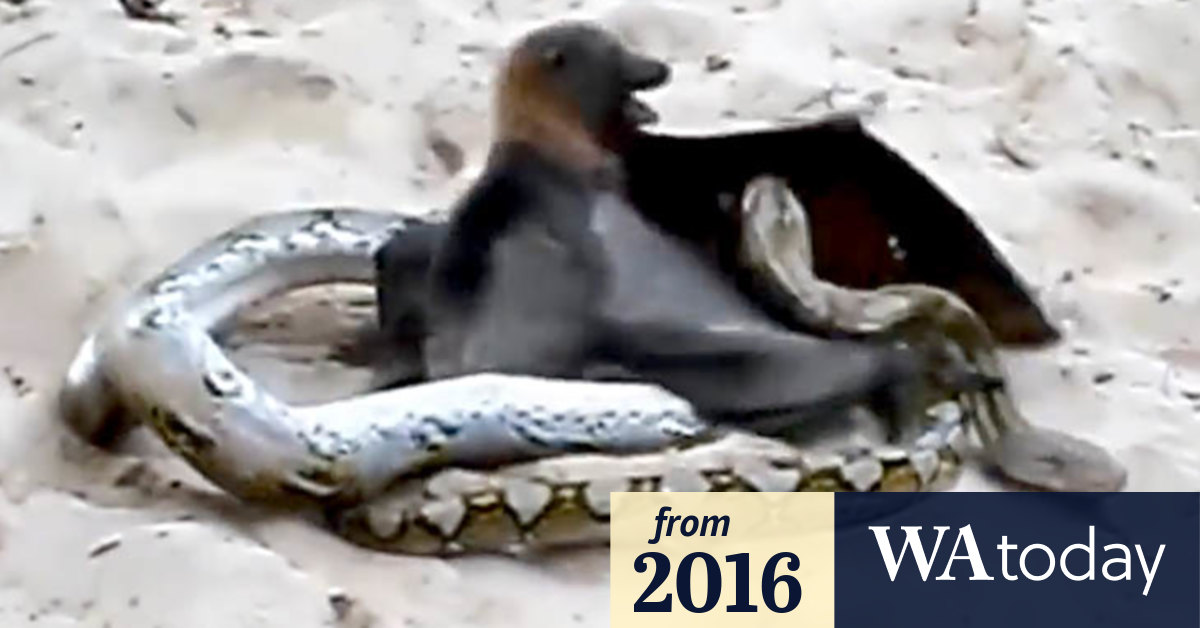 Video: Bat vs python